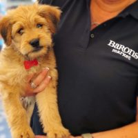 Barons Market - Simply Good Food Simply Good Prices